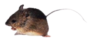 About Preble's Meadow Jumping Mouse — N. Fork Poudre Site Conservation Team