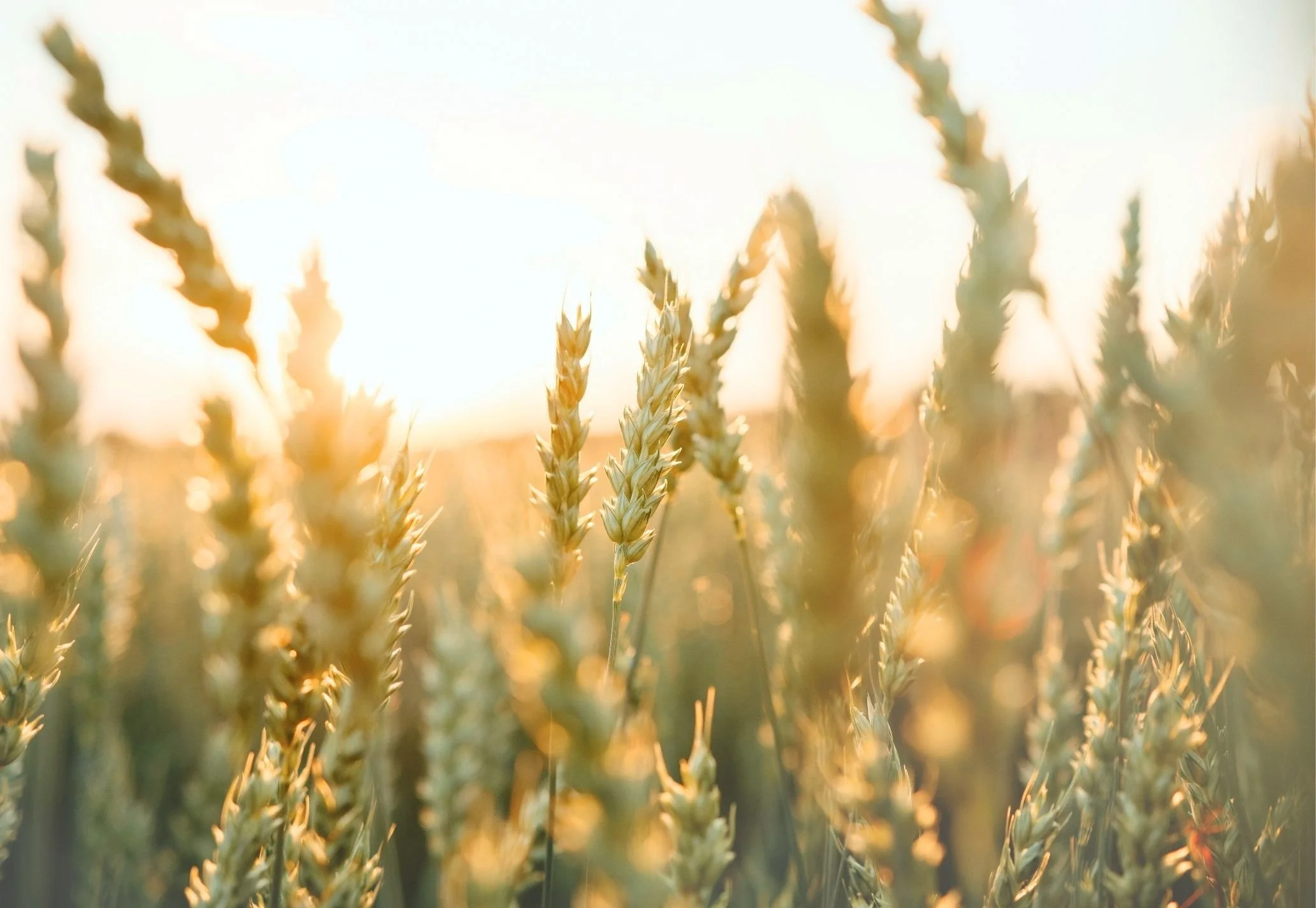 Your Best Life Therapy | Empowering Counseling in California