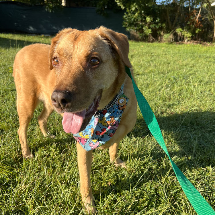 UNIVERSAL DOG CARE ORLANDO