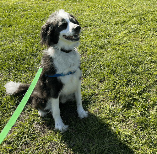 UNIVERSAL DOG CARE ORLANDO