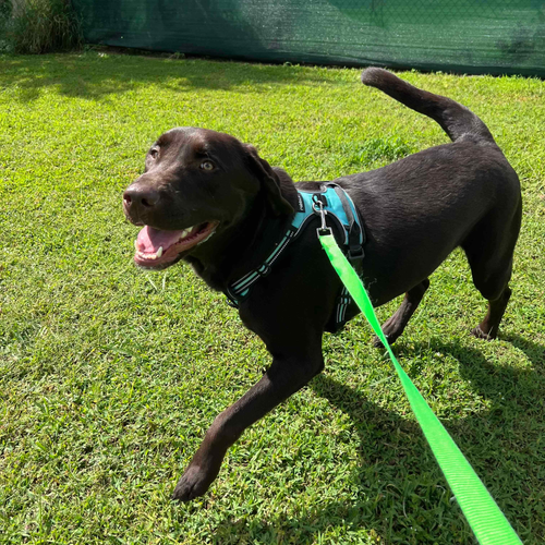 UNIVERSAL DOG CARE ORLANDO