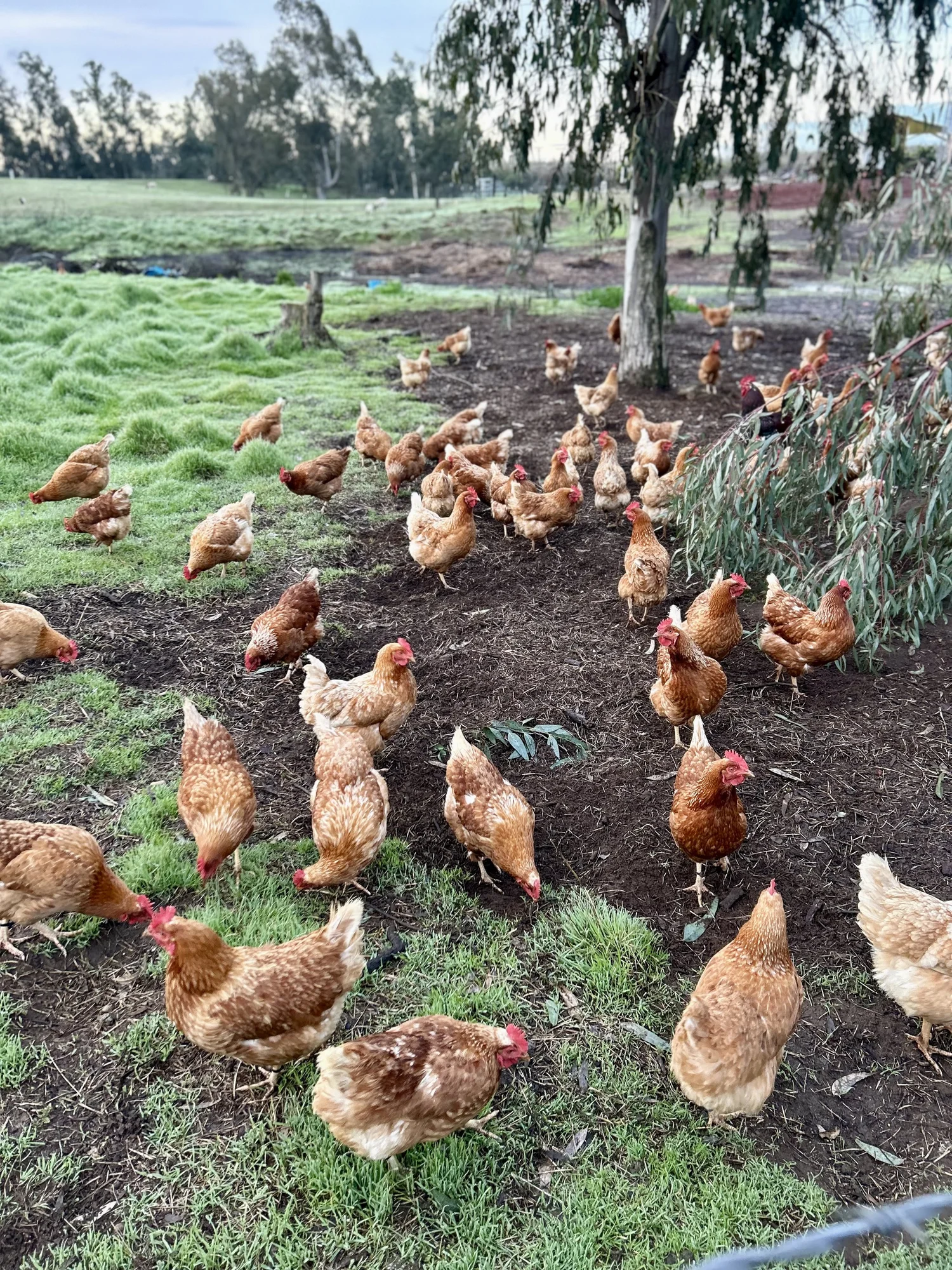 Way of Life Farms | Farm-Fresh Eggs | Fruits | Snelling, CA