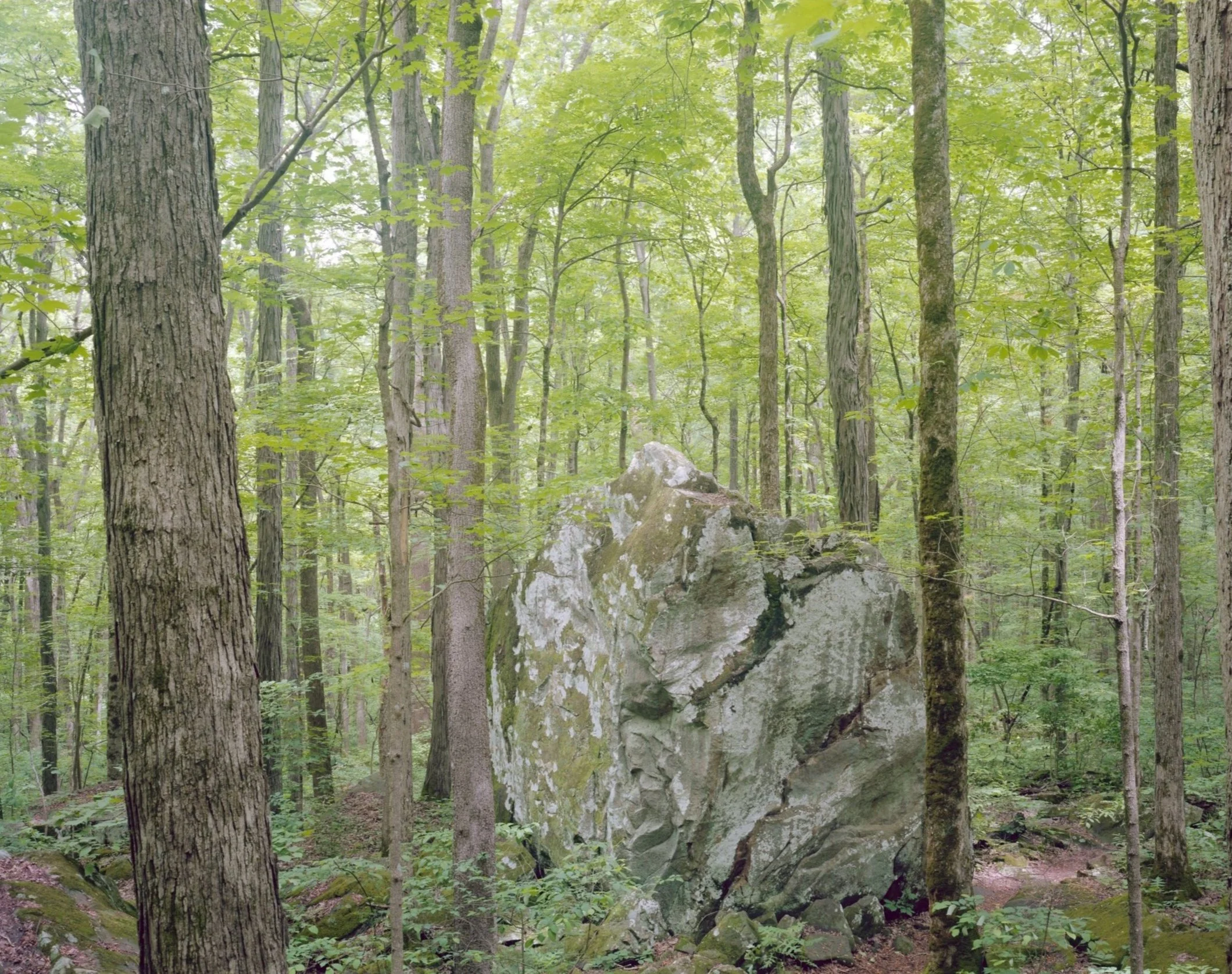 Waiting Between Trees — CAROLINE ALLISON