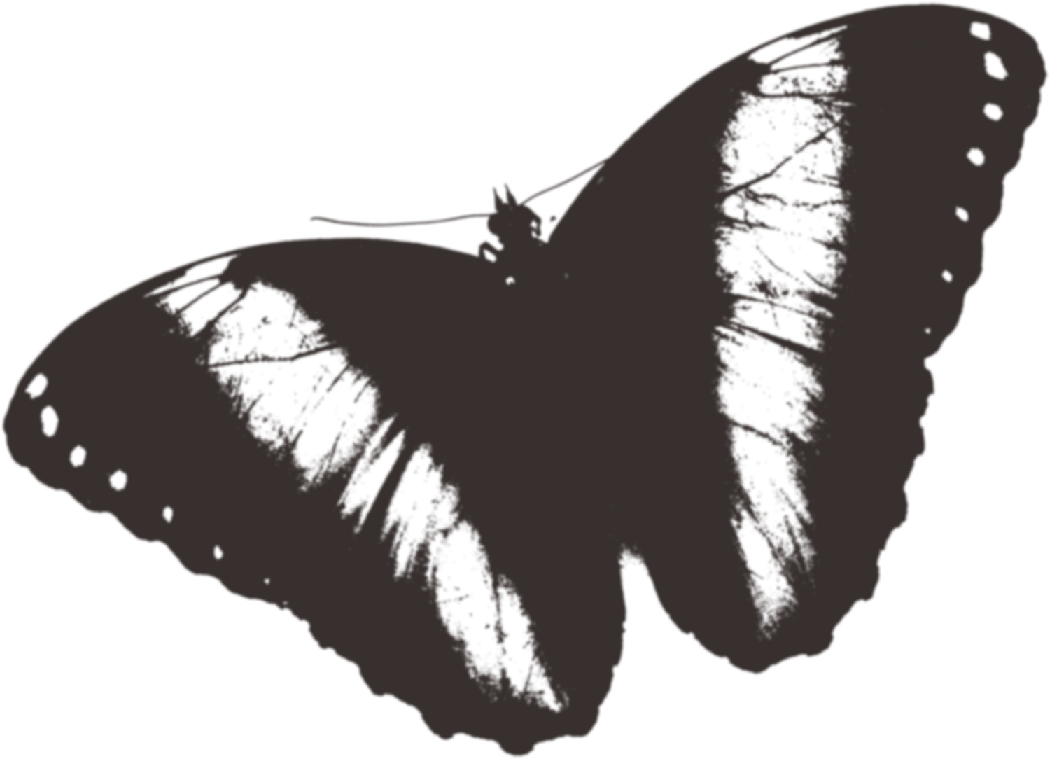 Intersectional Environmentalist