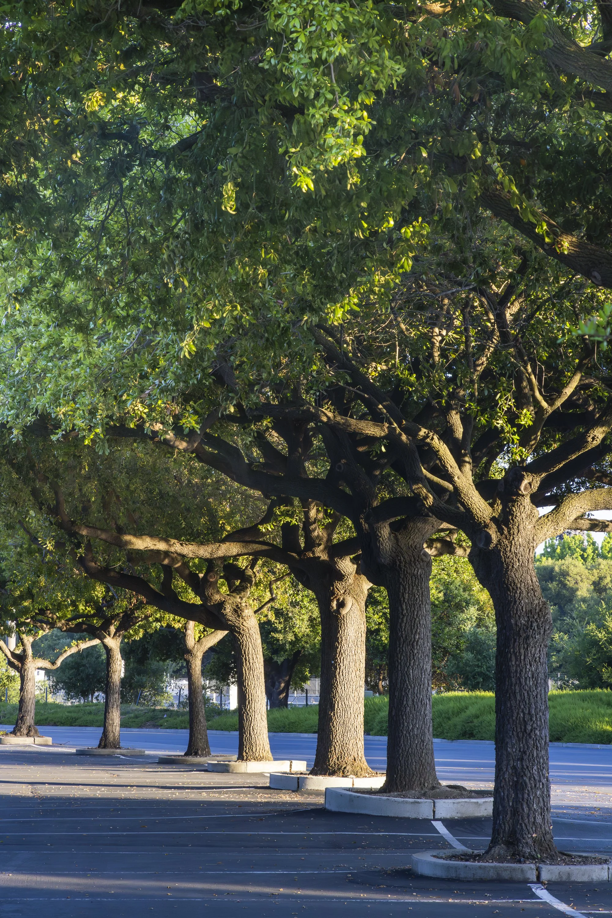 Commercial Property Tree Care and Maintenance — ArborMD Tree Care, Inc.