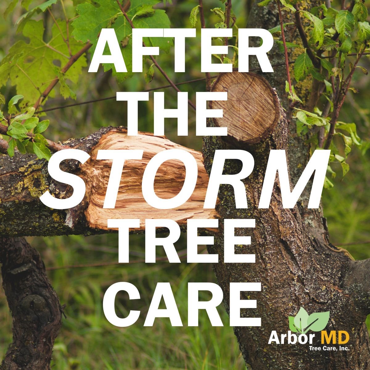 What To Do When A Storm Damages Trees — ArborMD Tree Care, Inc.