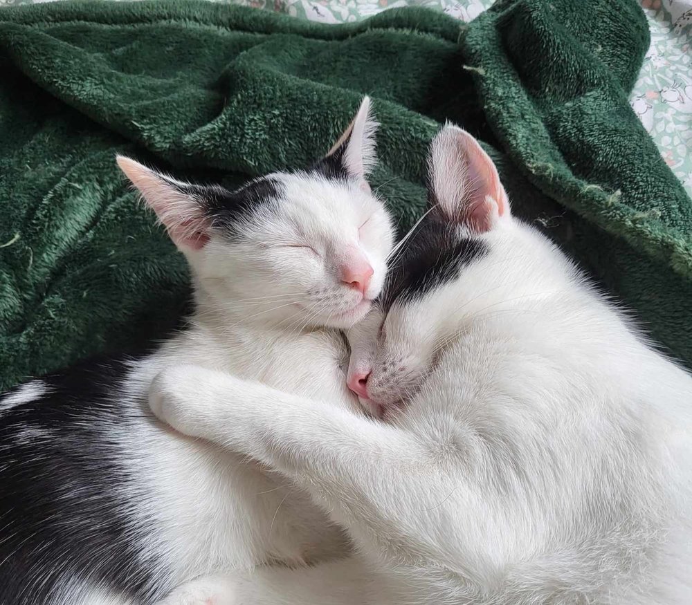 Willowsway Cat Rescue