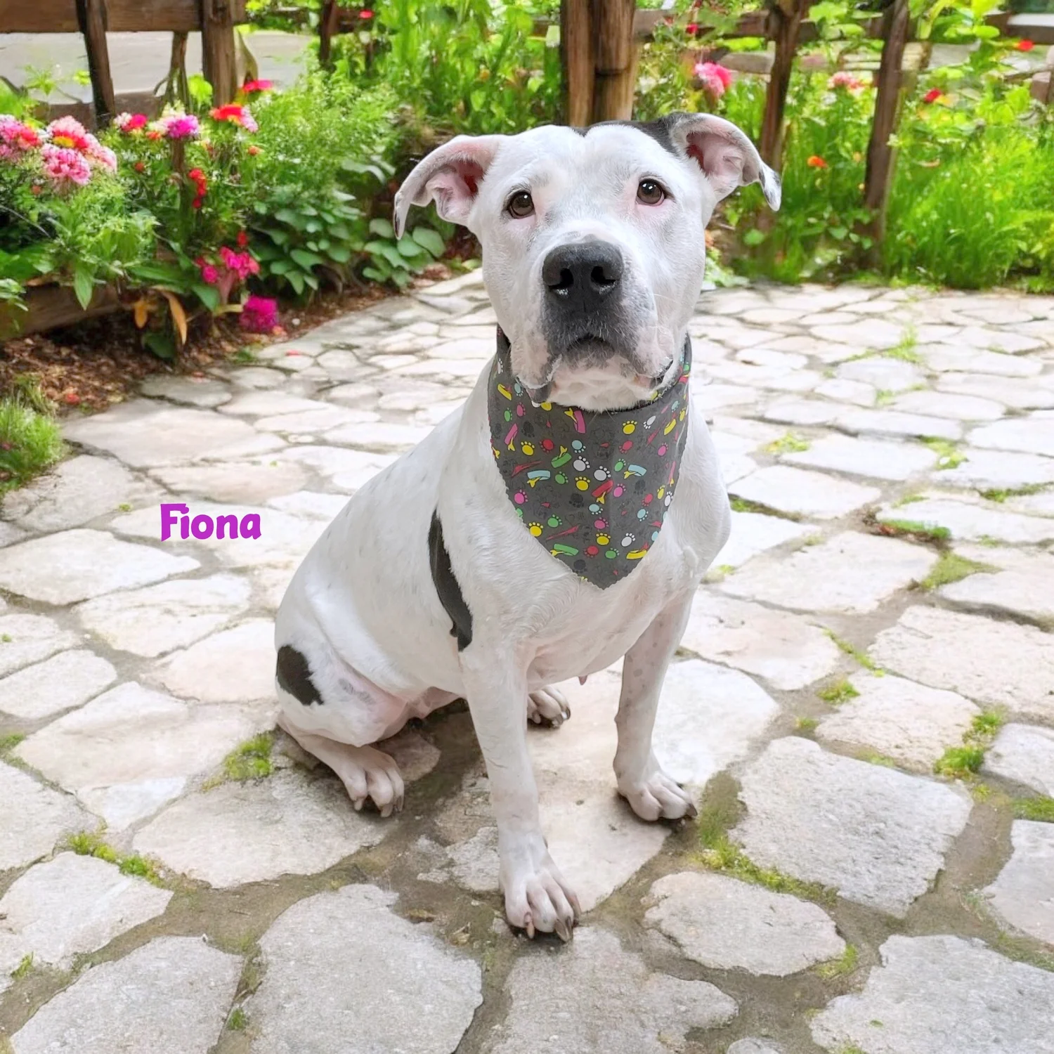 Available for Adoption — Sumter S.P.C.A.