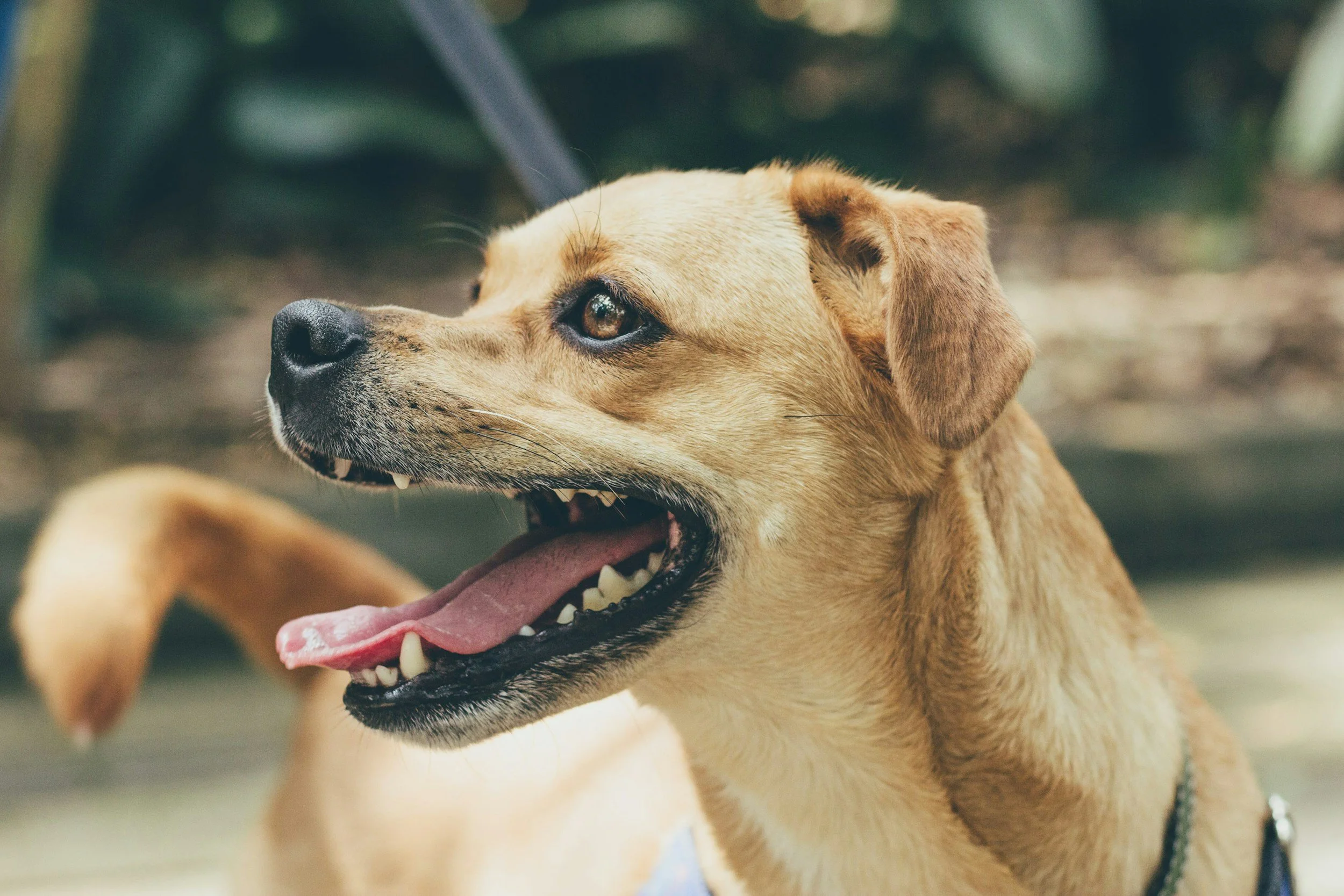 Available for Adoption — Sumter S.P.C.A.