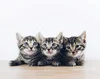 Cat Adoptions — Sumter S.P.C.A.