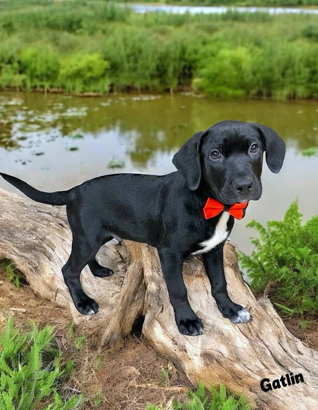 Available for Adoption — Sumter S.P.C.A.