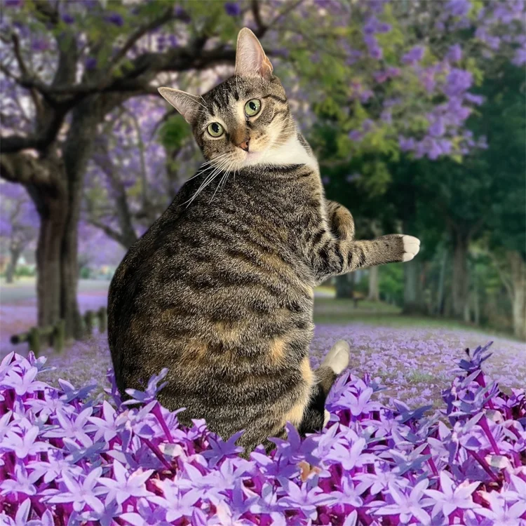 Available for Adoption — Sumter S.P.C.A.