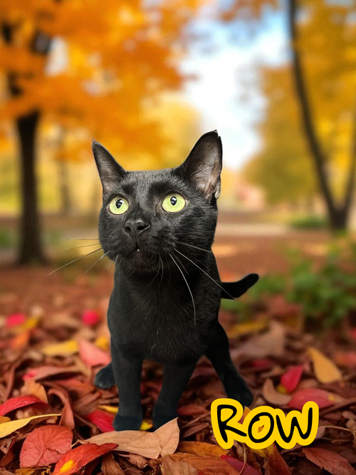 Available for Adoption — Sumter S.P.C.A.