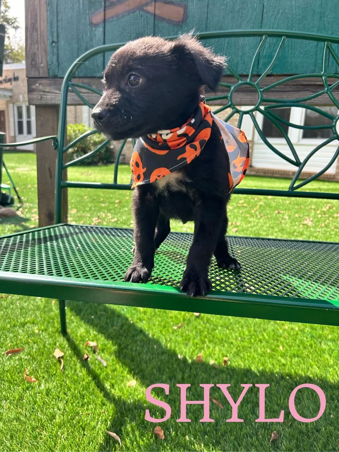 Available for Adoption — Sumter S.P.C.A.