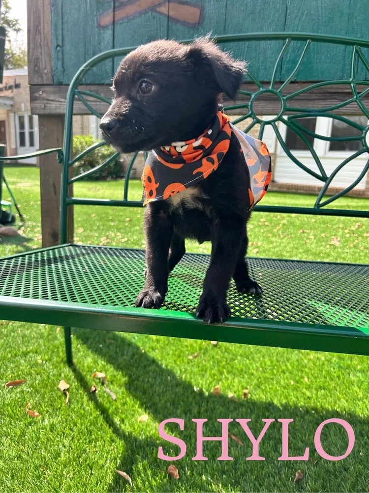 Available for Adoption — Sumter S.P.C.A.