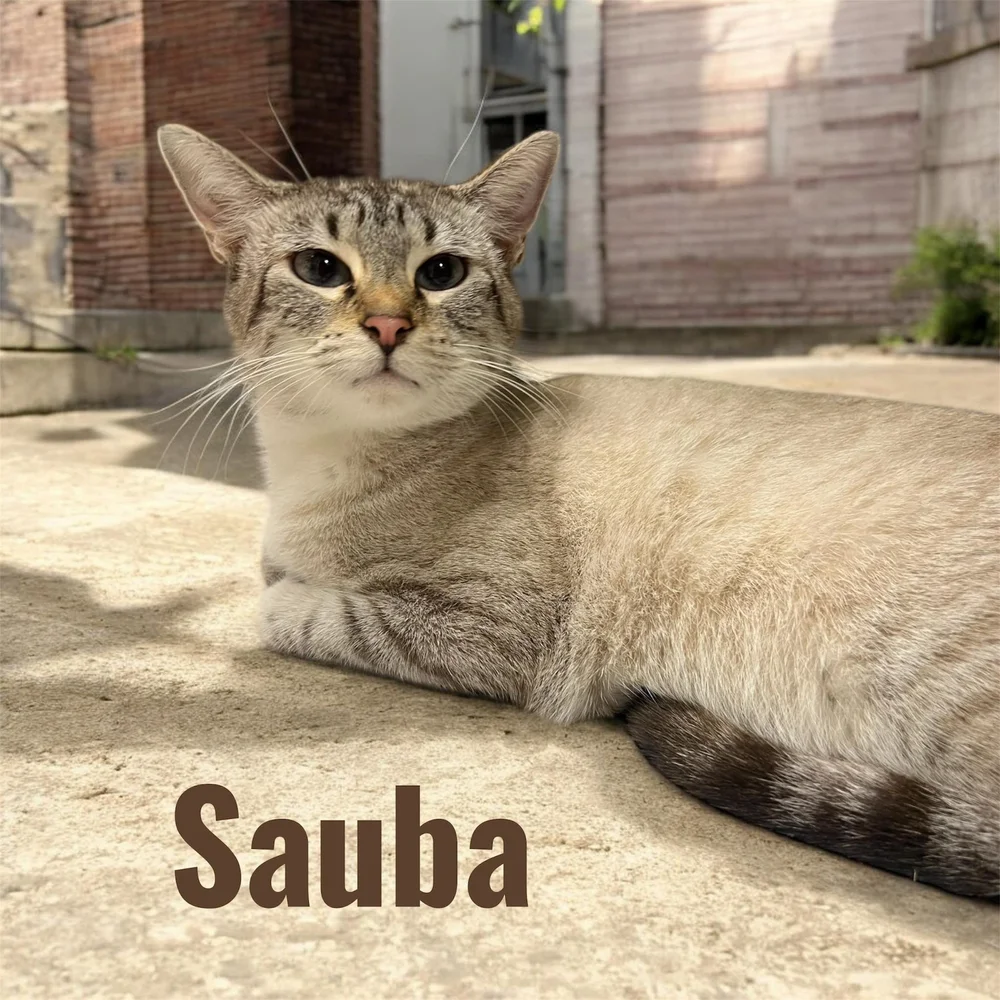 Available for Adoption — Sumter S.P.C.A.
