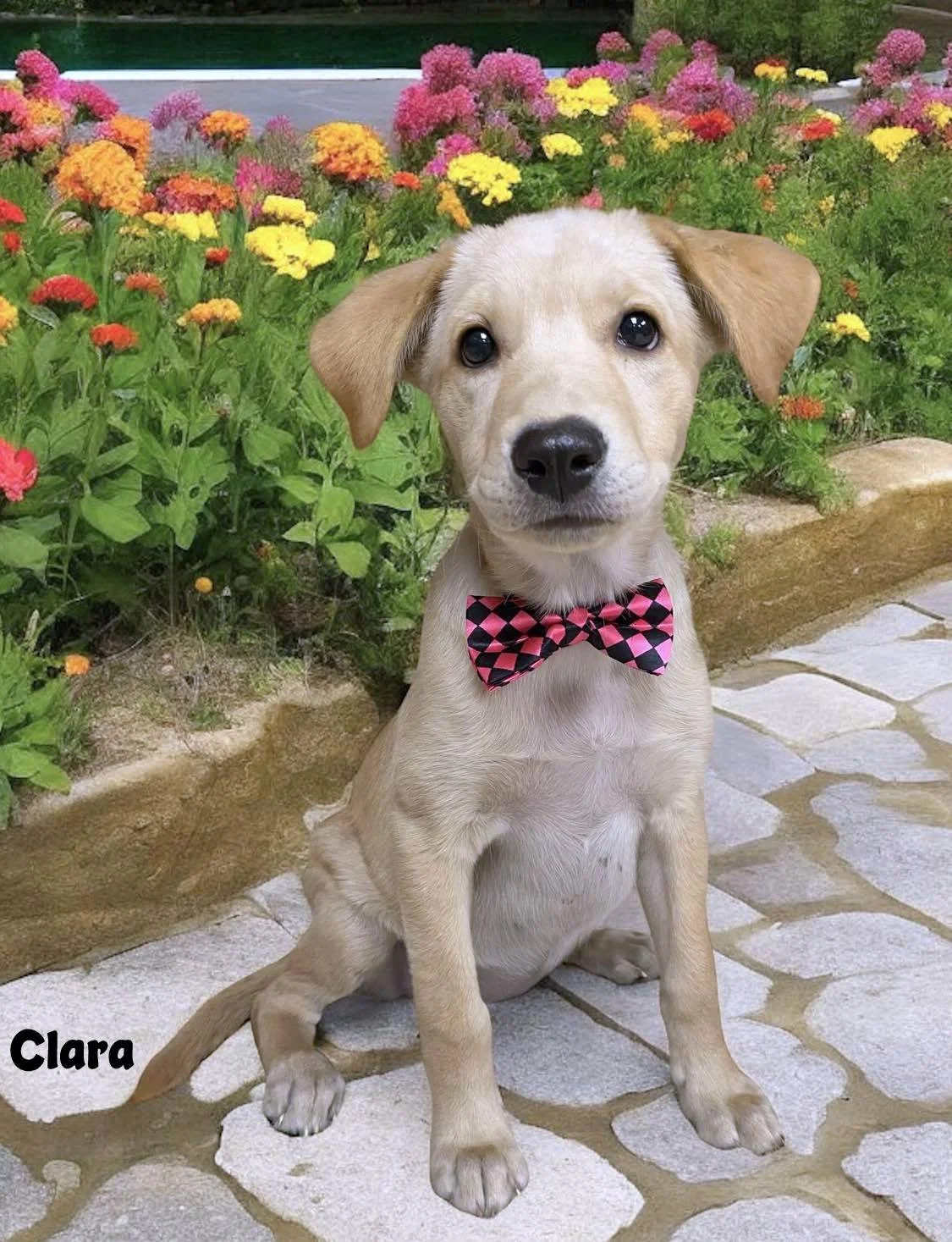 Available for Adoption — Sumter S.P.C.A.