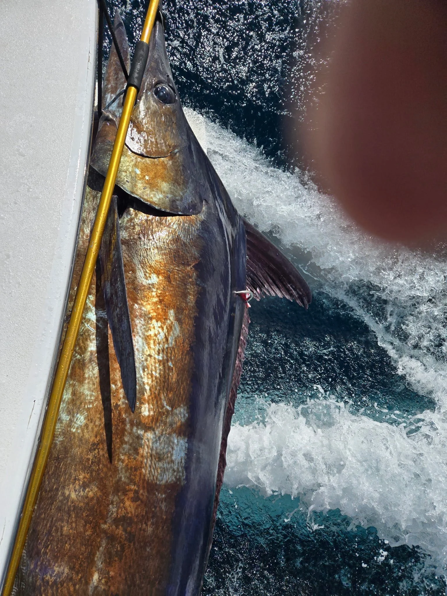 Fish Report — JD's Big Game