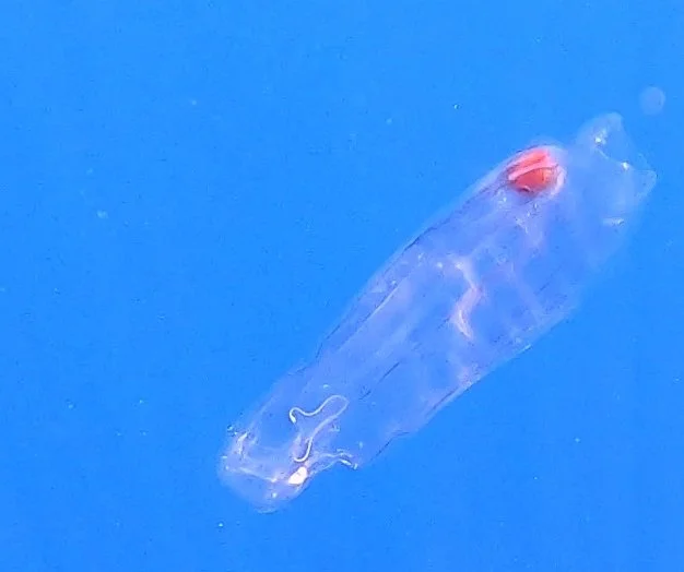 Fish Report — JD's Big Game