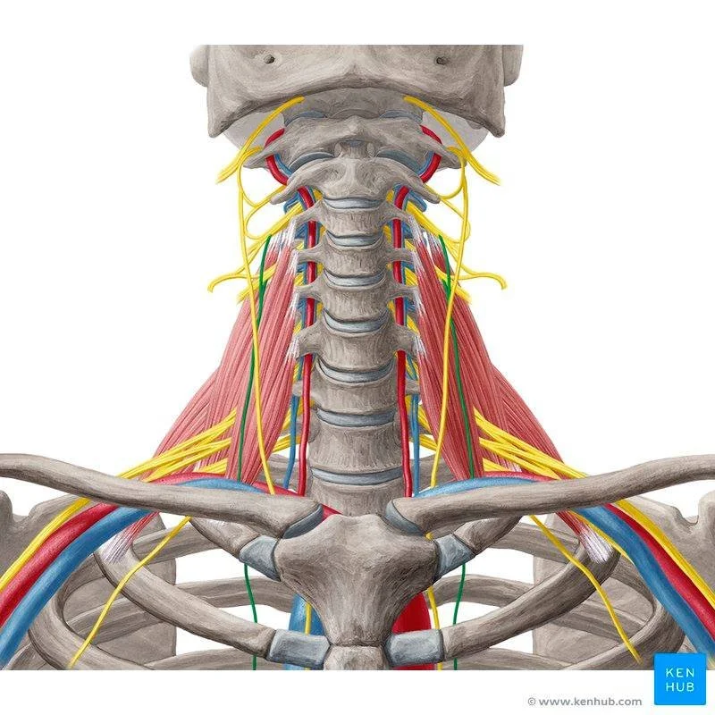 Understanding Upper Limb Tension Tests: Assessing Brachial Plexus ...