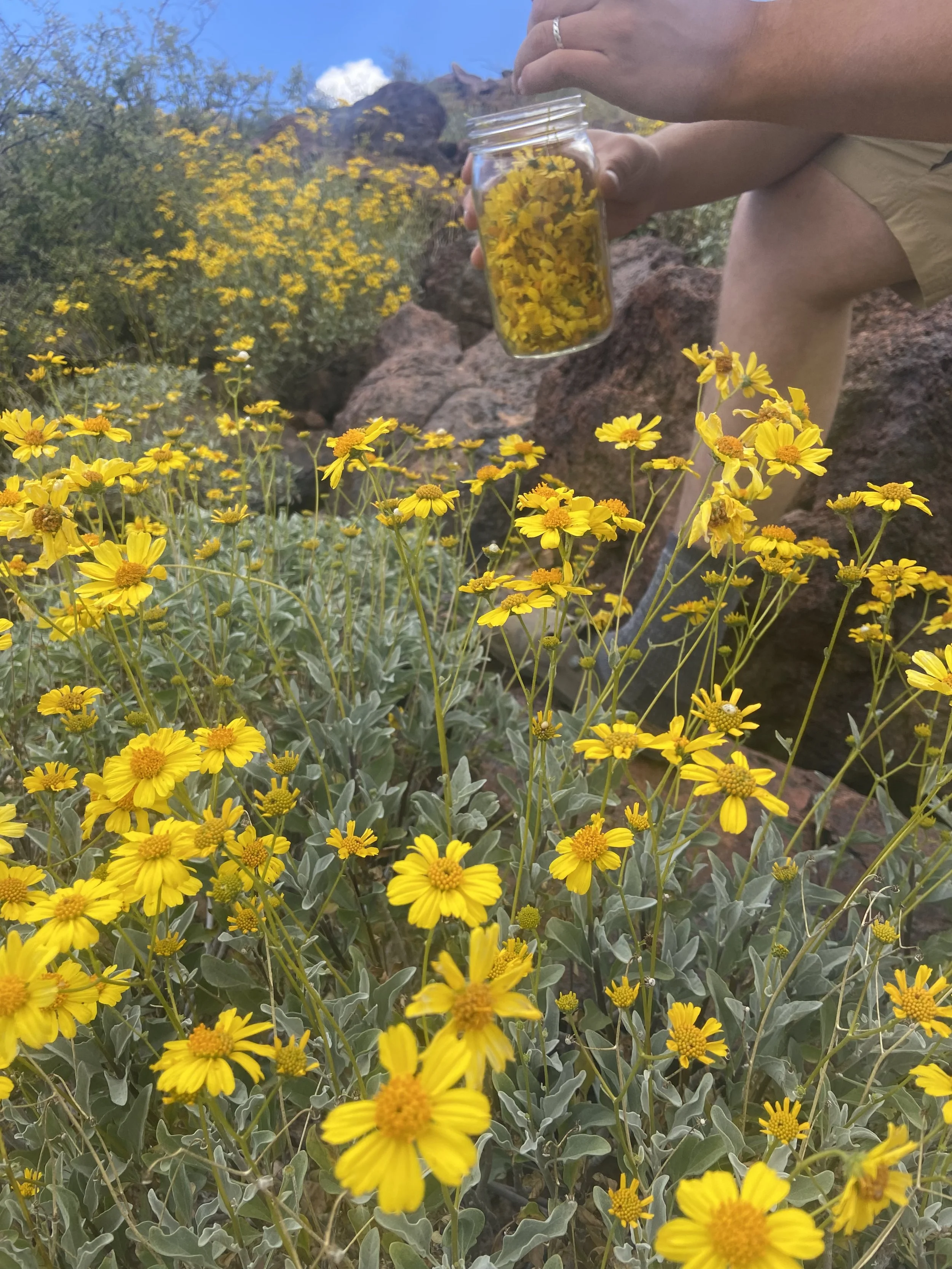 Sacred Sunflower