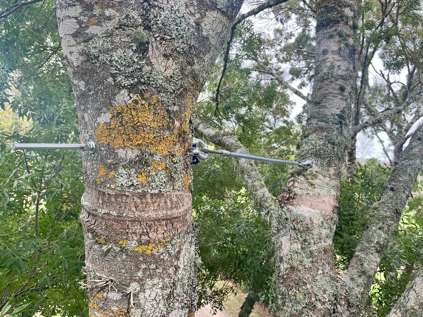 Tree Bracing Tree Care Services in Auckland — Tree Climbers Arborists