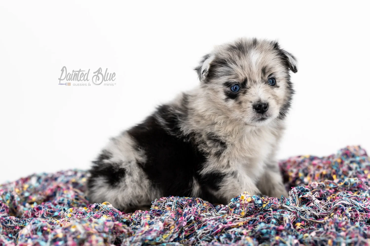 AKC Mini American Shepherd: Mini Aussie Puppies & Toy Aussie Puppies ...
