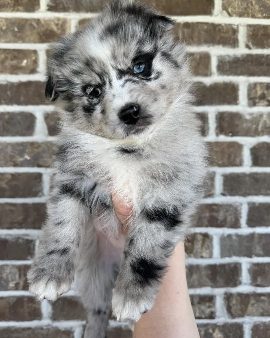 Painted Blue Aussies