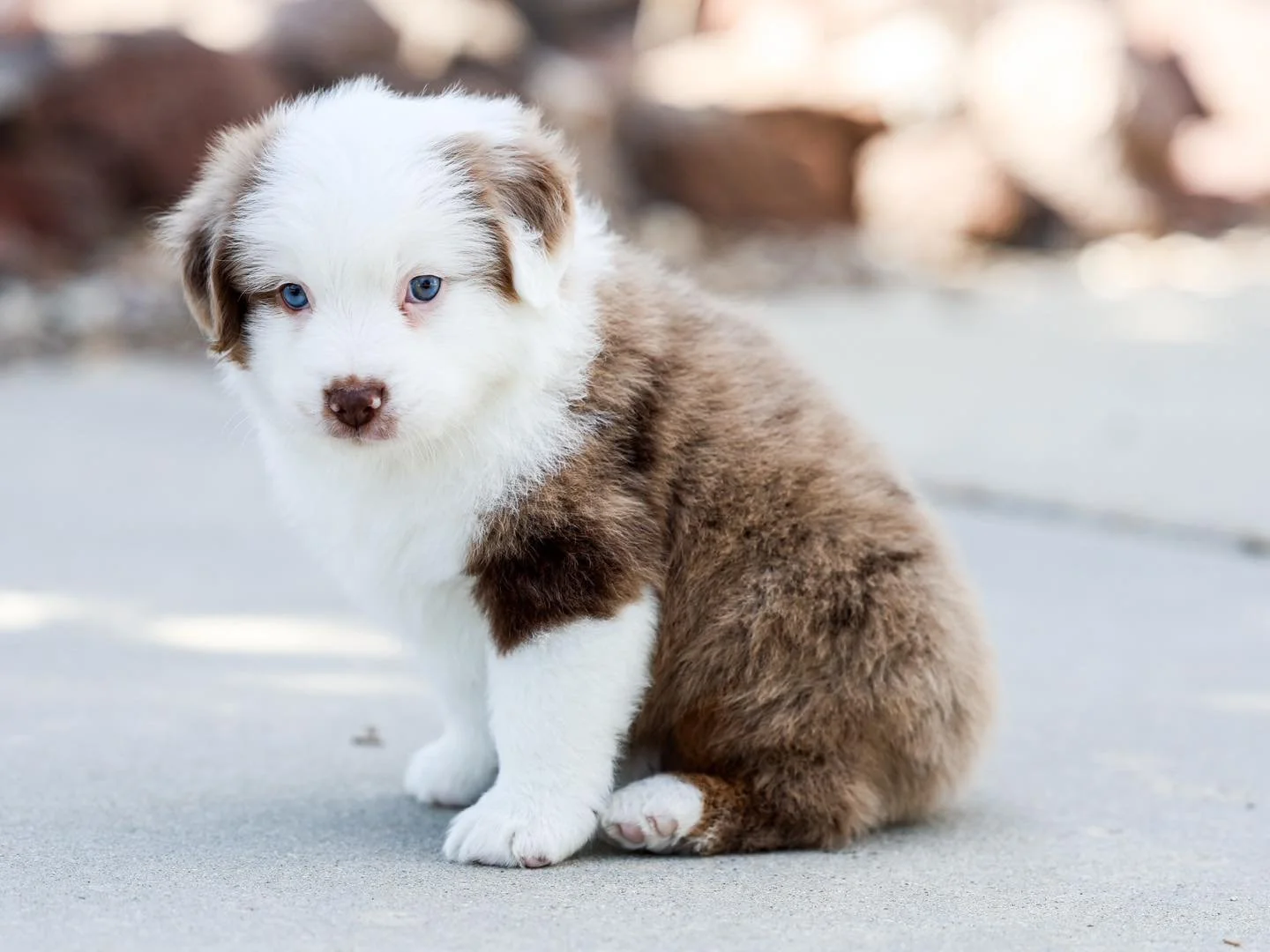 Painted Blue Aussies