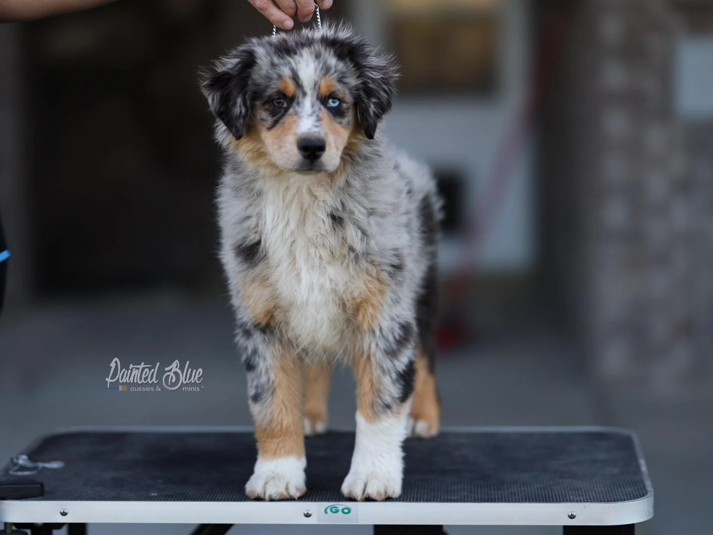 Painted Blue Aussies