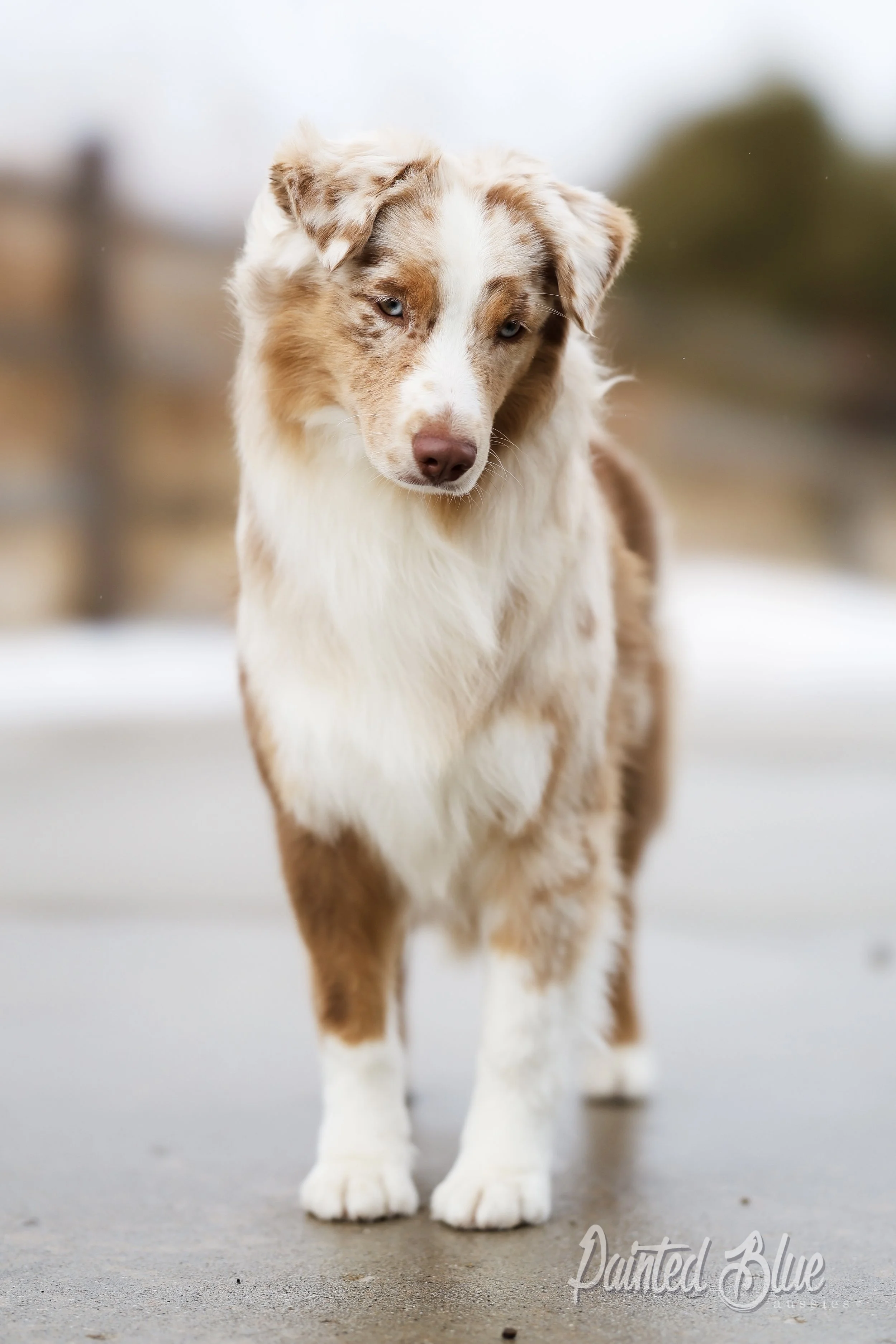 Mini Australian Shepherd Dams — Painted Blue Aussies