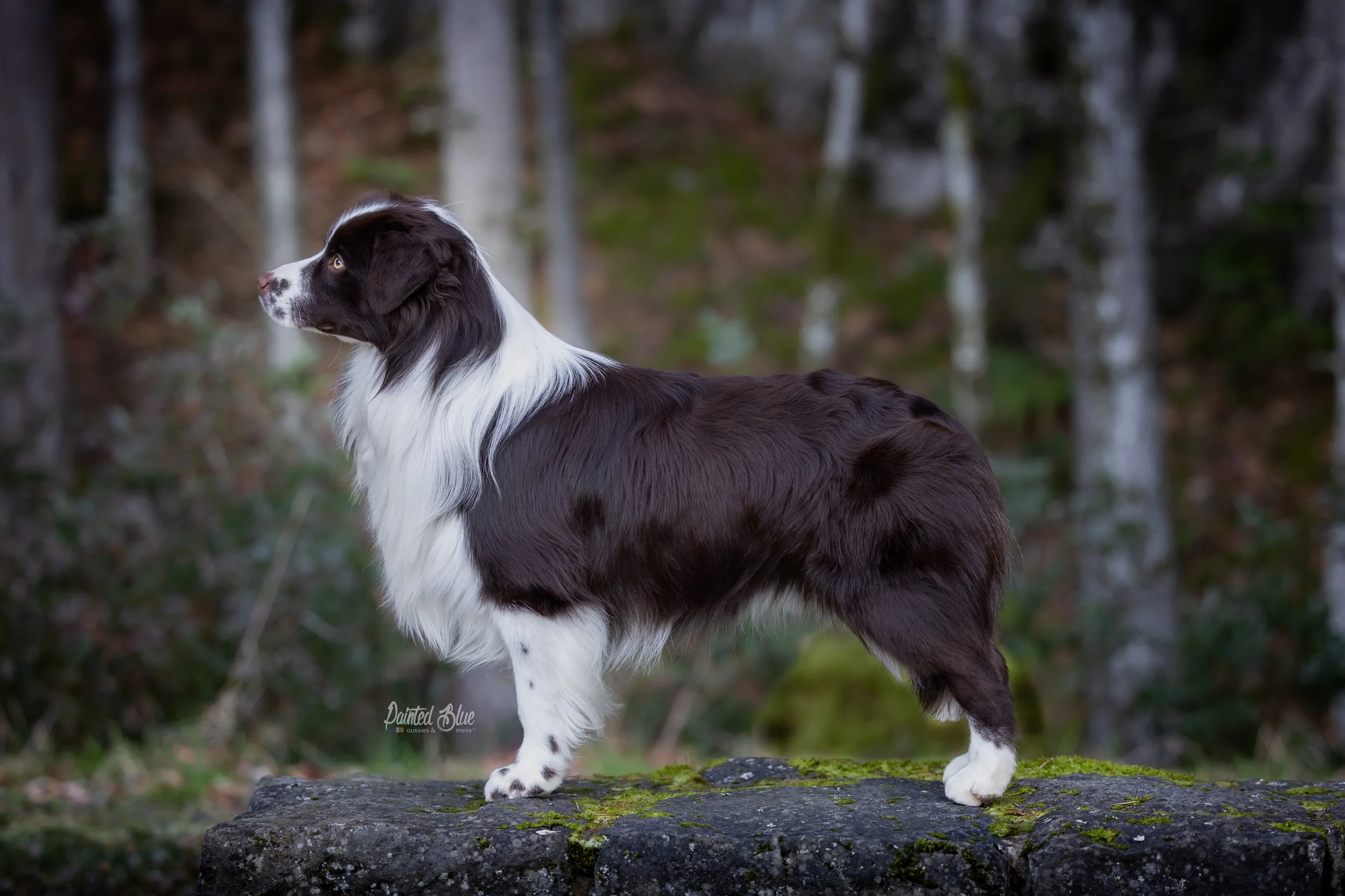 Painted Blue Aussies