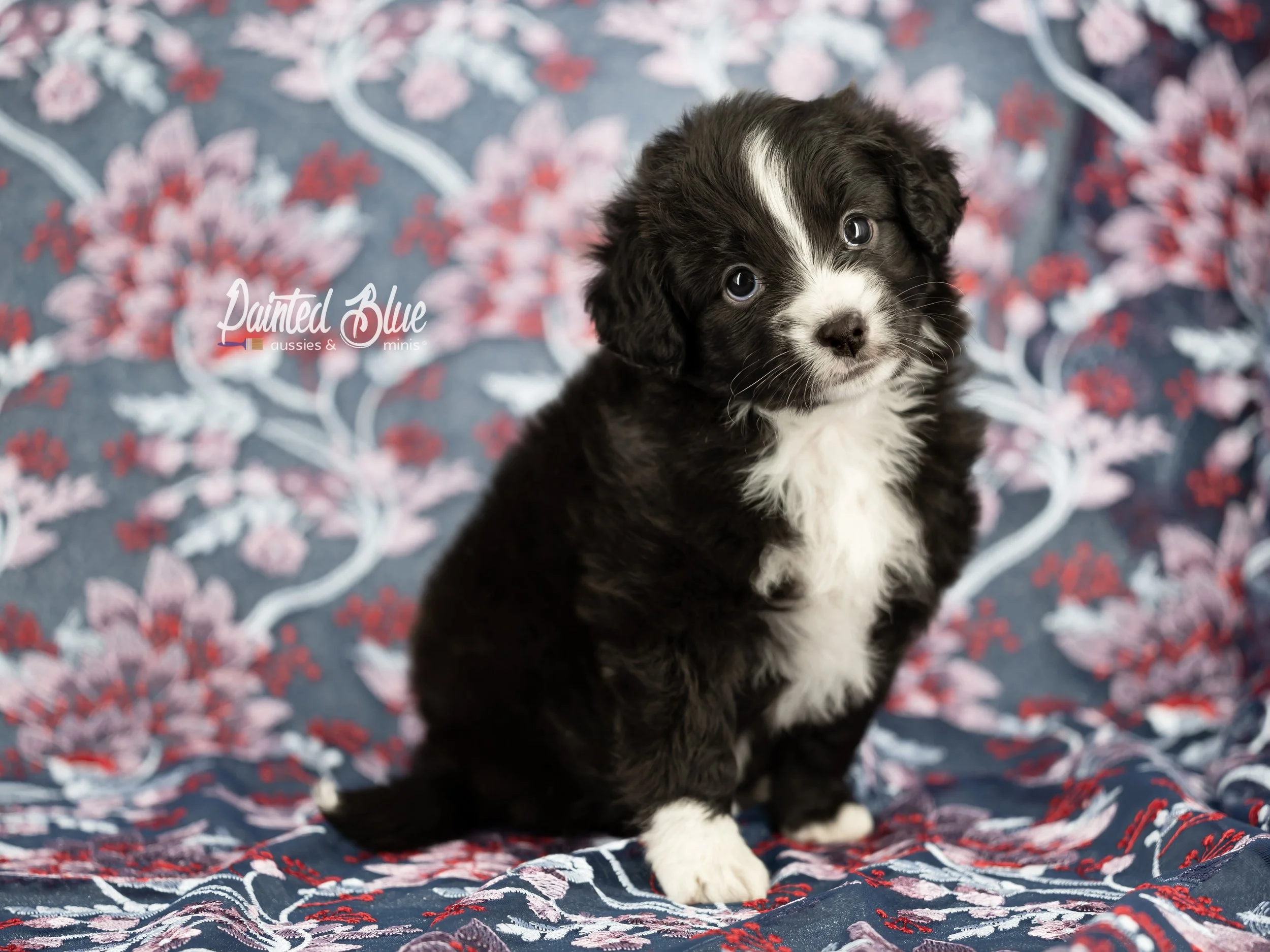 AKC Mini American Shepherd: Mini Aussie Puppies & Toy Aussie Puppies ...
