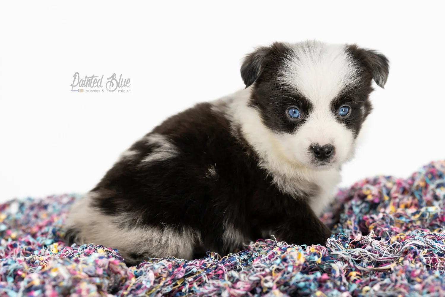 AKC Mini American Shepherd: Mini Aussie Puppies & Toy Aussie Puppies ...