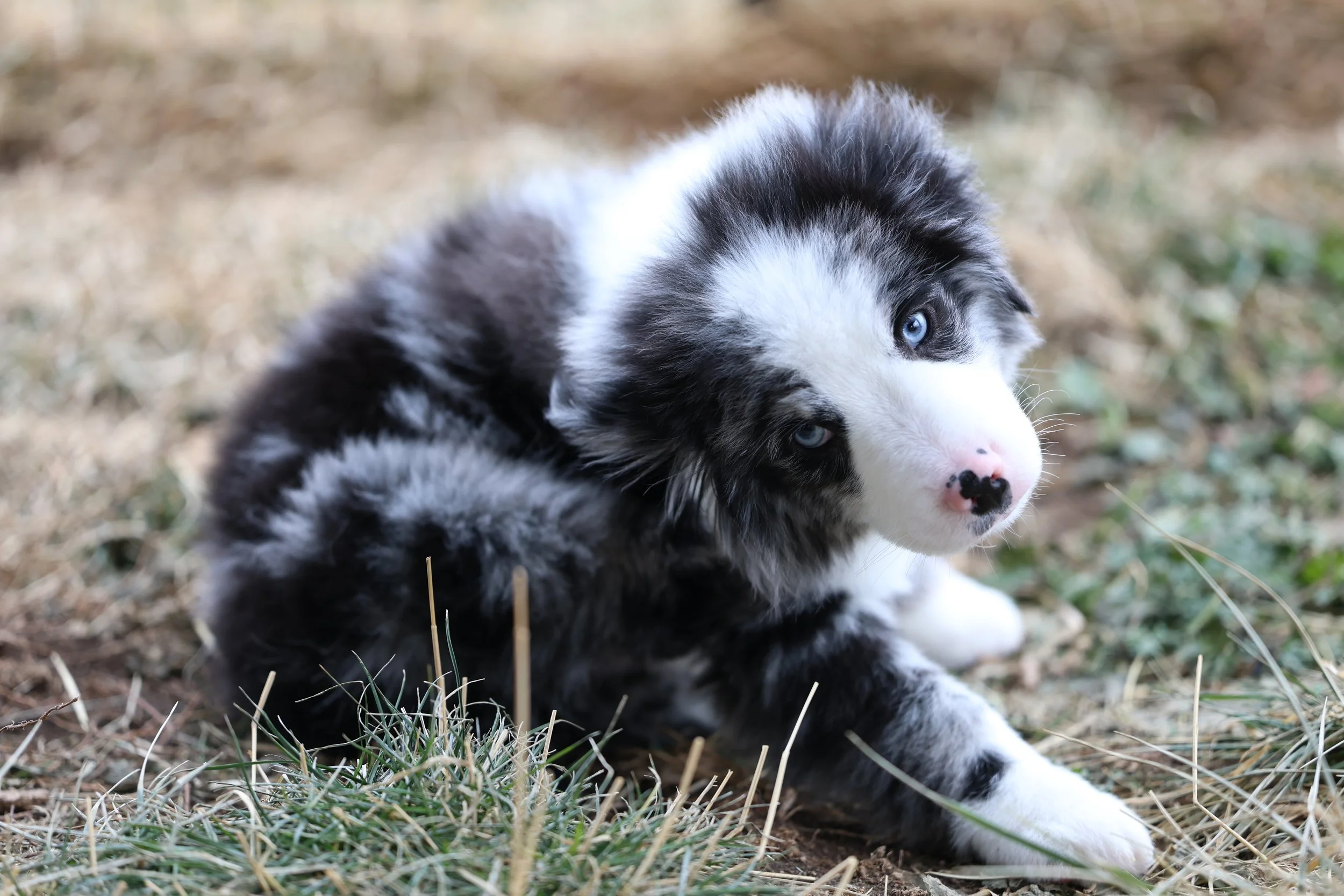Painted Blue Aussies