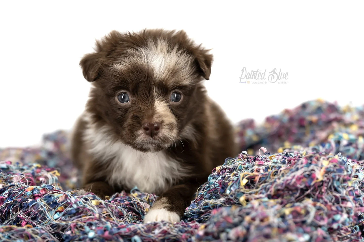 AKC Mini American Shepherd: Mini Aussie Puppies & Toy Aussie Puppies ...