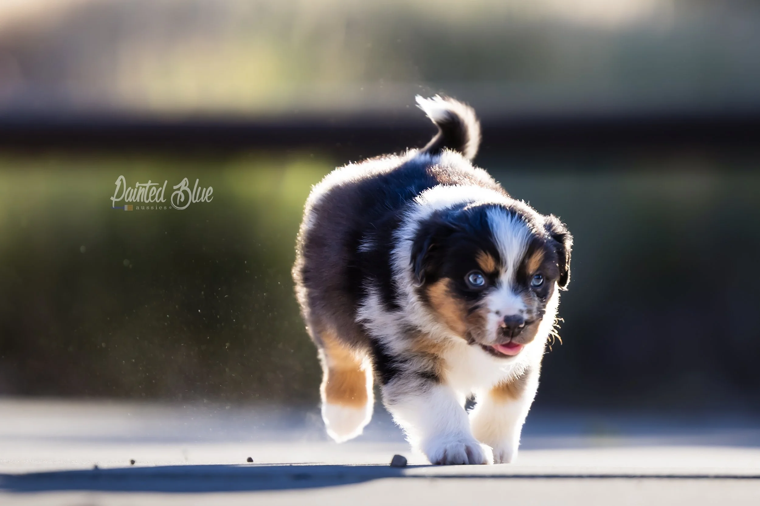 AKC Mini American Shepherd: Mini Aussie Puppies & Toy Aussie Puppies ...