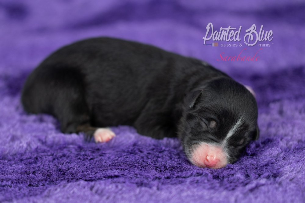 AKC Mini American Shepherd: Mini Aussie Puppies & Toy Aussie Puppies ...