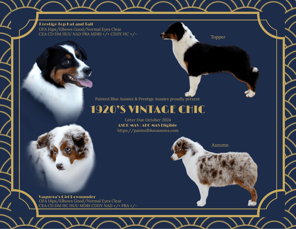 Mini Aussie Puppies & Toy Aussie Puppies: Registered AKC Mini American ...