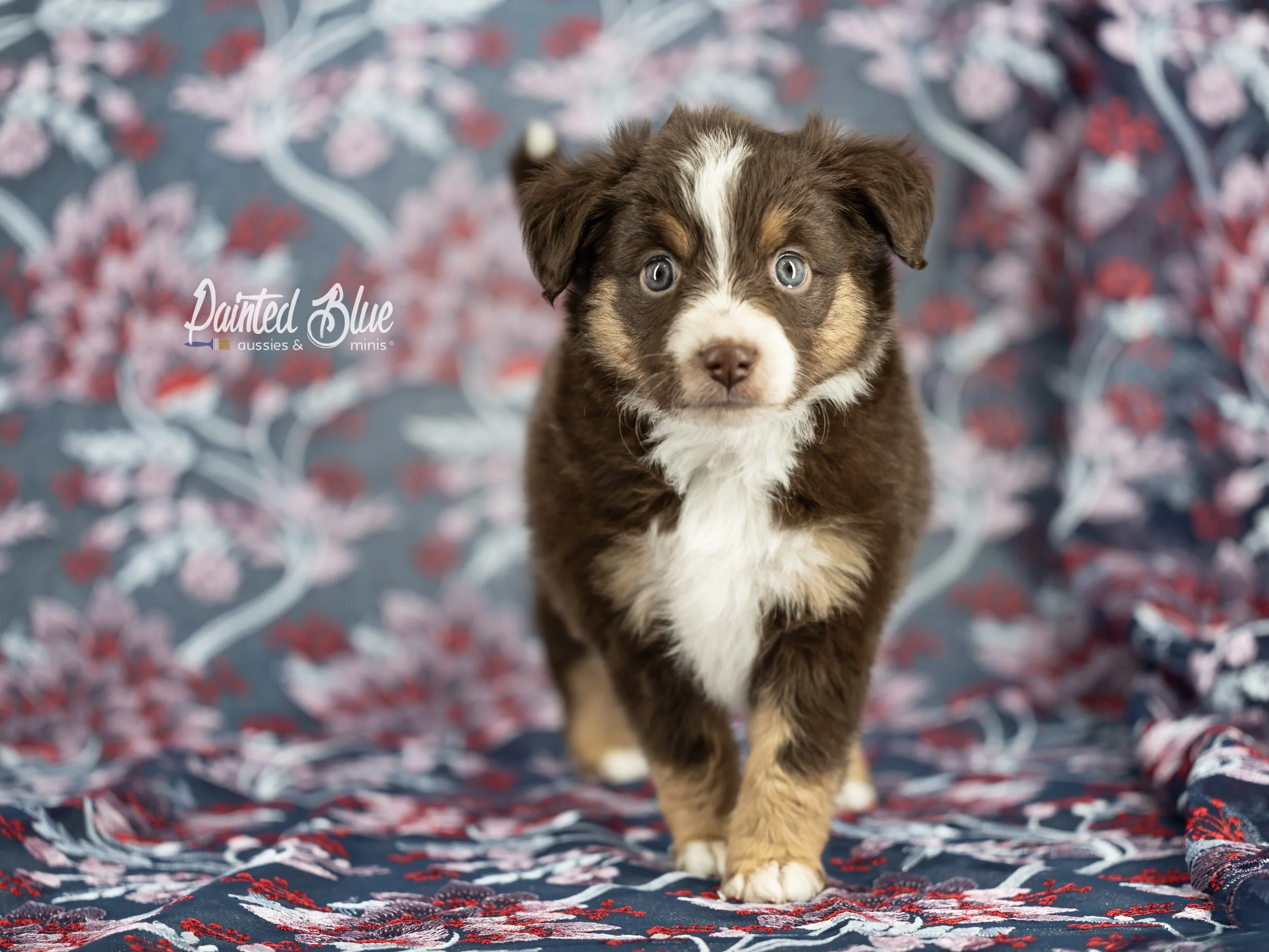 AKC Mini American Shepherd: Mini Aussie Puppies & Toy Aussie Puppies ...