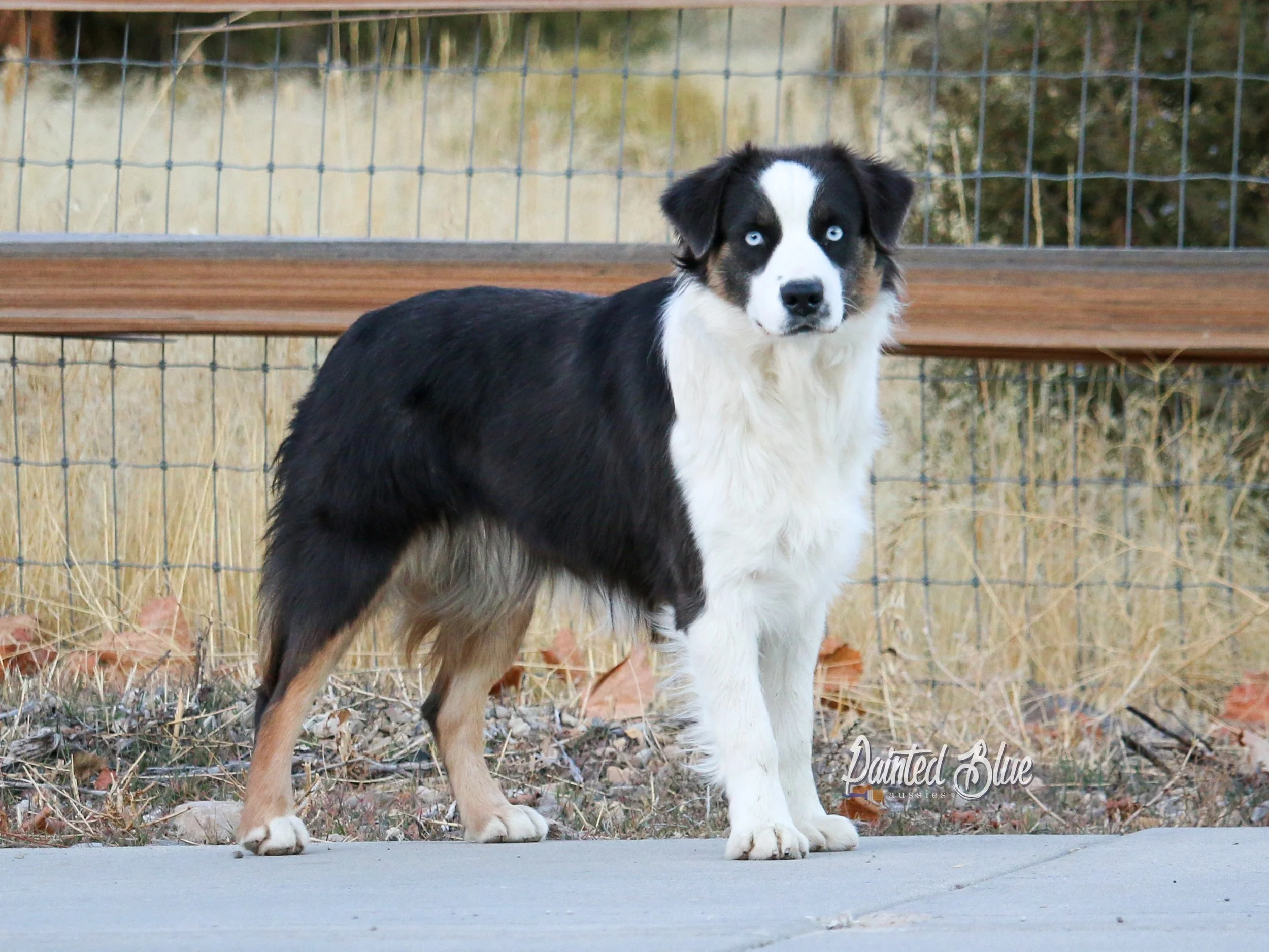 Exploring Australian Shepherd Coat Colors: A Guide to the Stunning ...