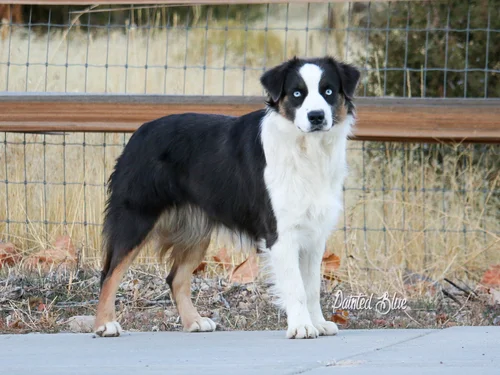 Exploring Australian Shepherd Coat Colors: A Guide to the Stunning ...