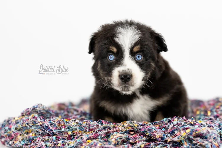 AKC Mini American Shepherd: Mini Aussie Puppies & Toy Aussie Puppies ...