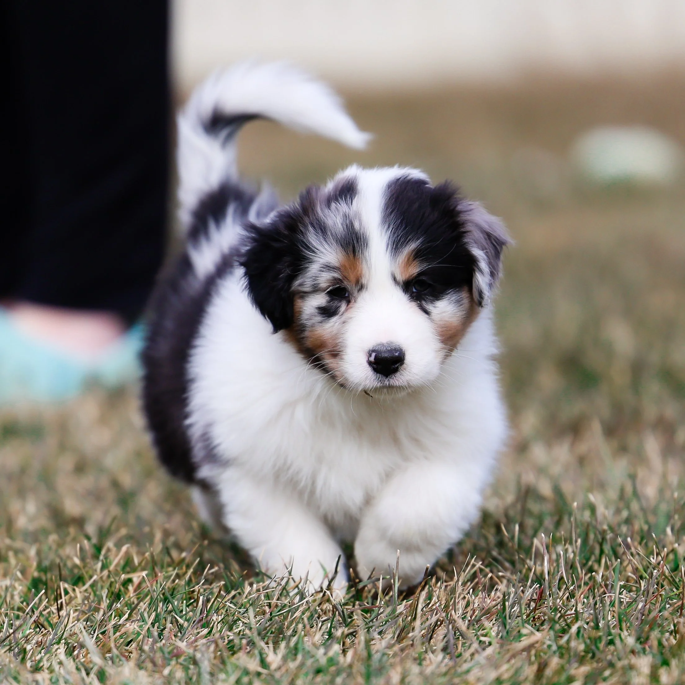 Painted Blue Aussies