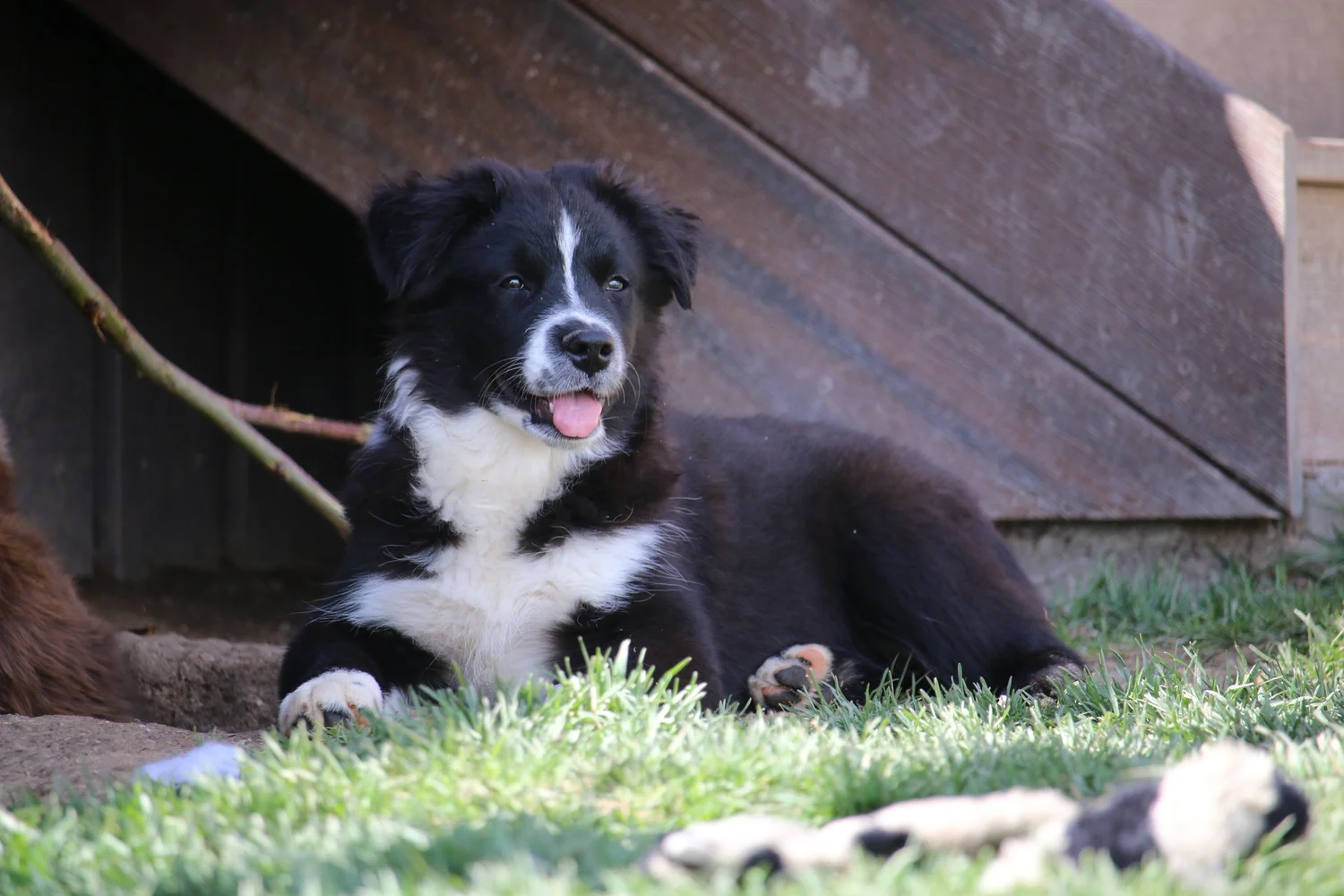 Exploring Australian Shepherd Coat Colors: A Guide to the Stunning ...