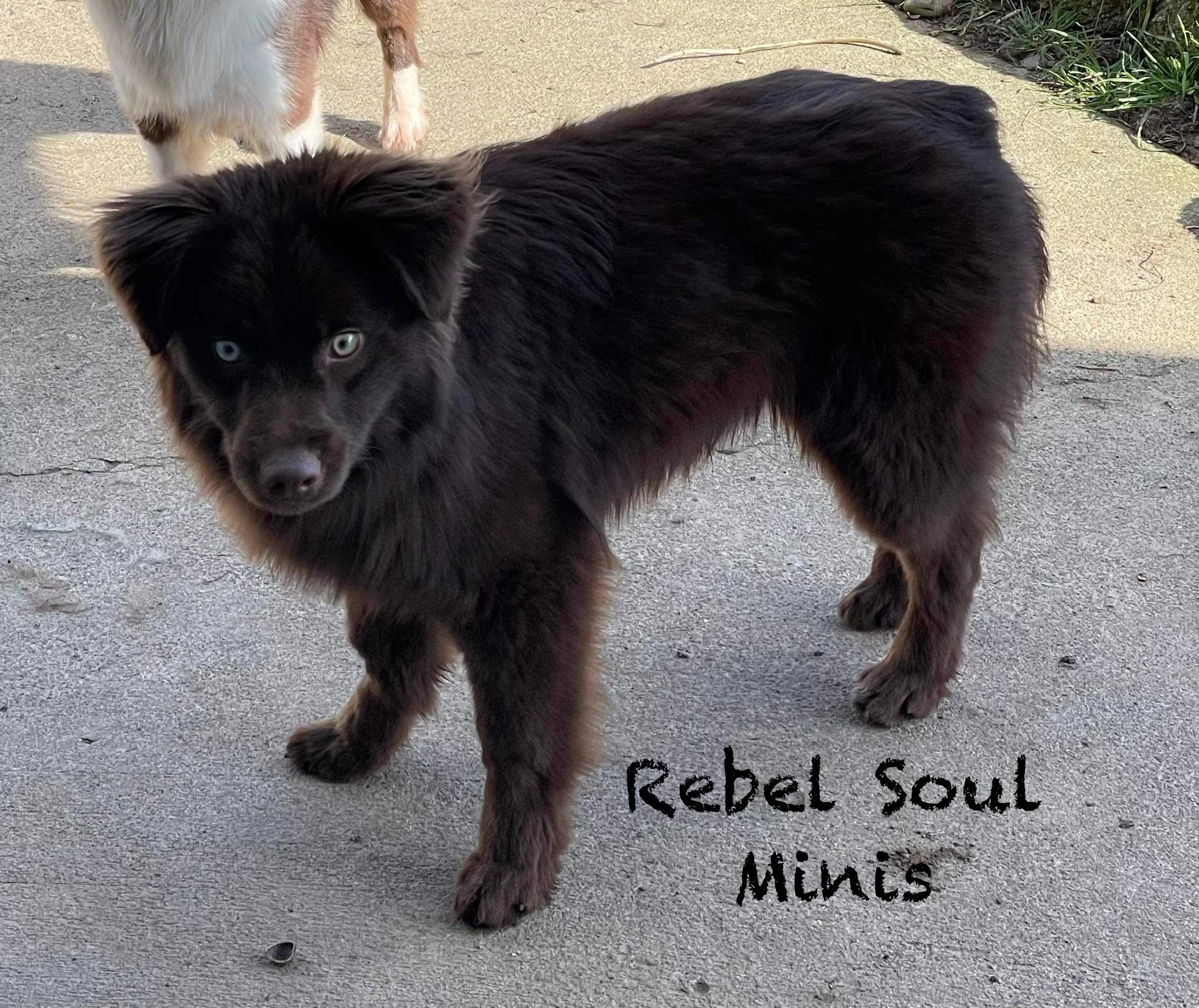 Exploring Australian Shepherd Coat Colors: A Guide to the Stunning ...