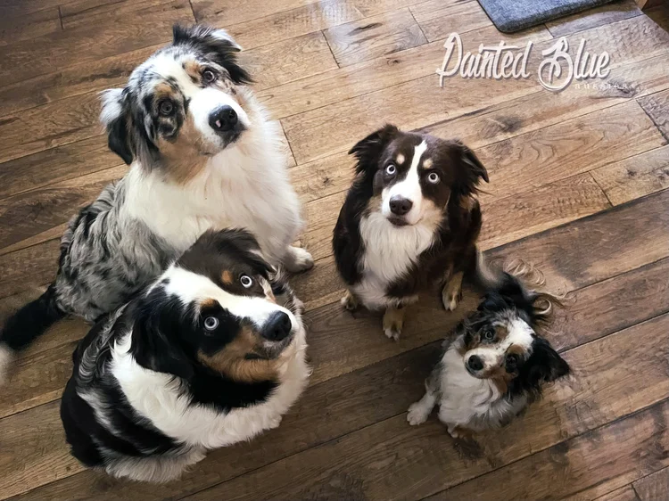 Australian Shepherd, Mini American Shepherd, Mini Aussie, Toy Aussie ...
