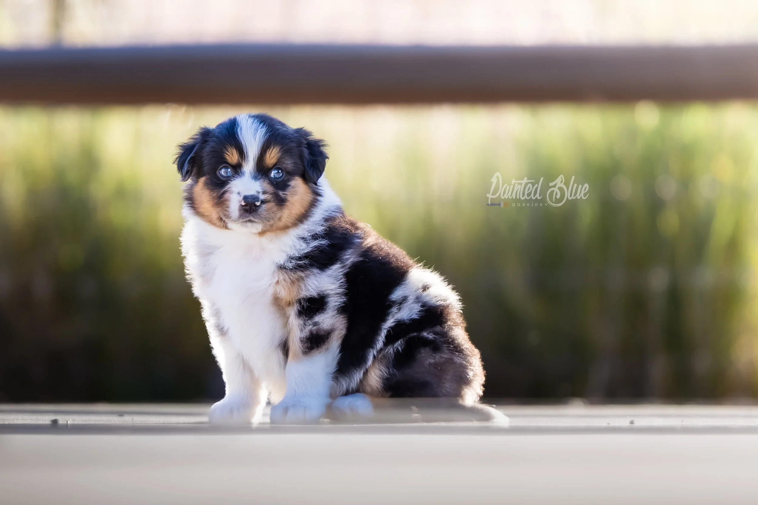 AKC Mini American Shepherd: Mini Aussie Puppies & Toy Aussie Puppies ...