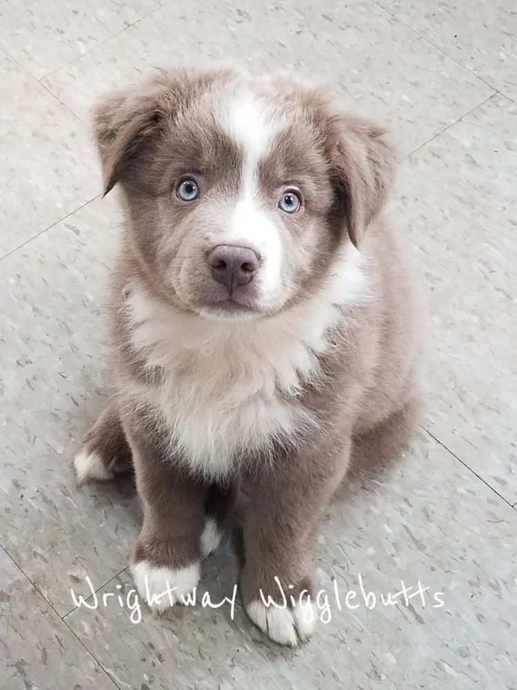 Exploring Australian Shepherd Coat Colors: A Guide to the Stunning ...