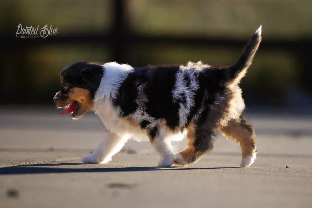 AKC Mini American Shepherd: Mini Aussie Puppies & Toy Aussie Puppies ...
